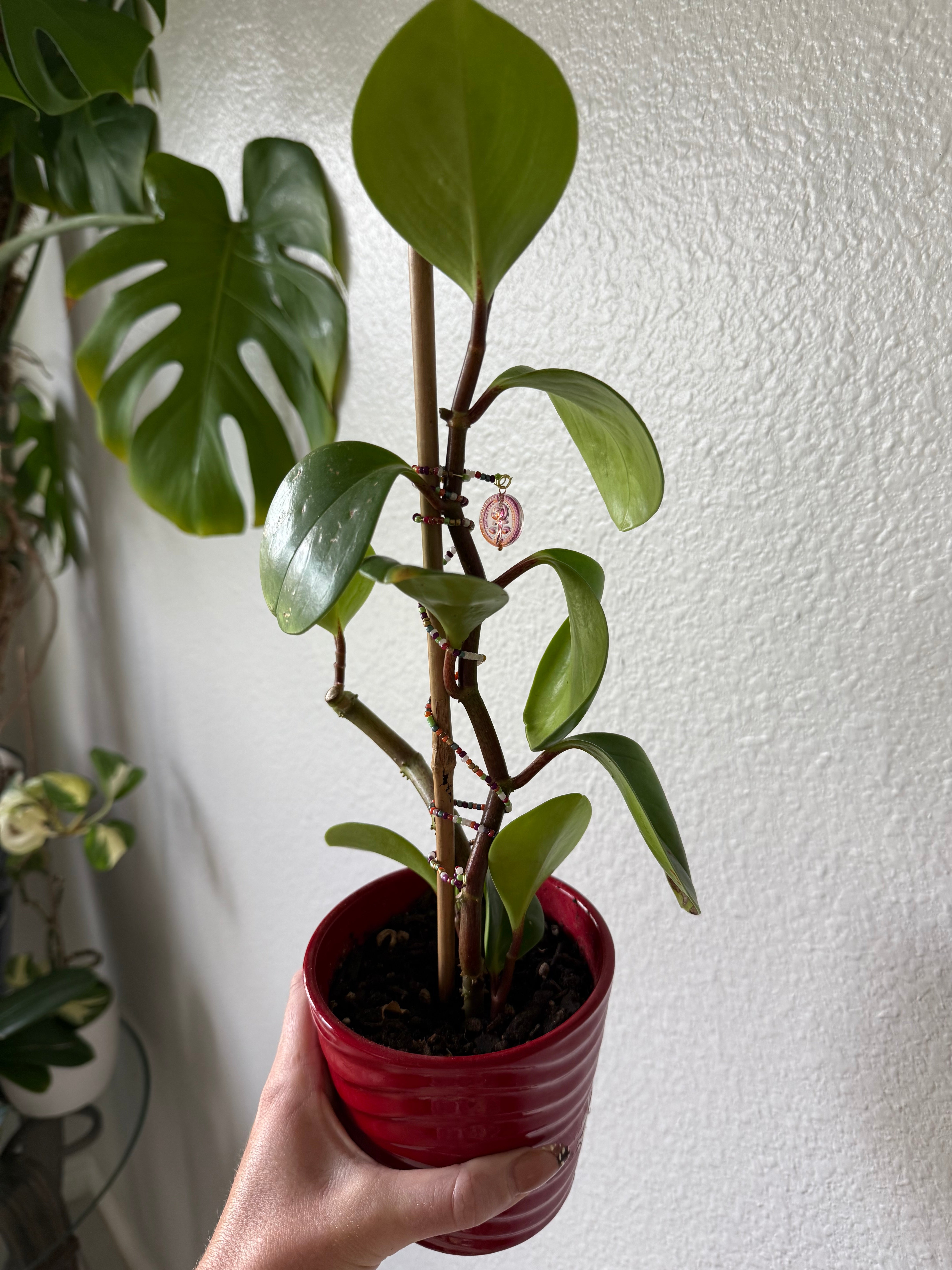 What Is a Plant Wrap? (Hint: It’s Not Just for Plants) – House Plant ...