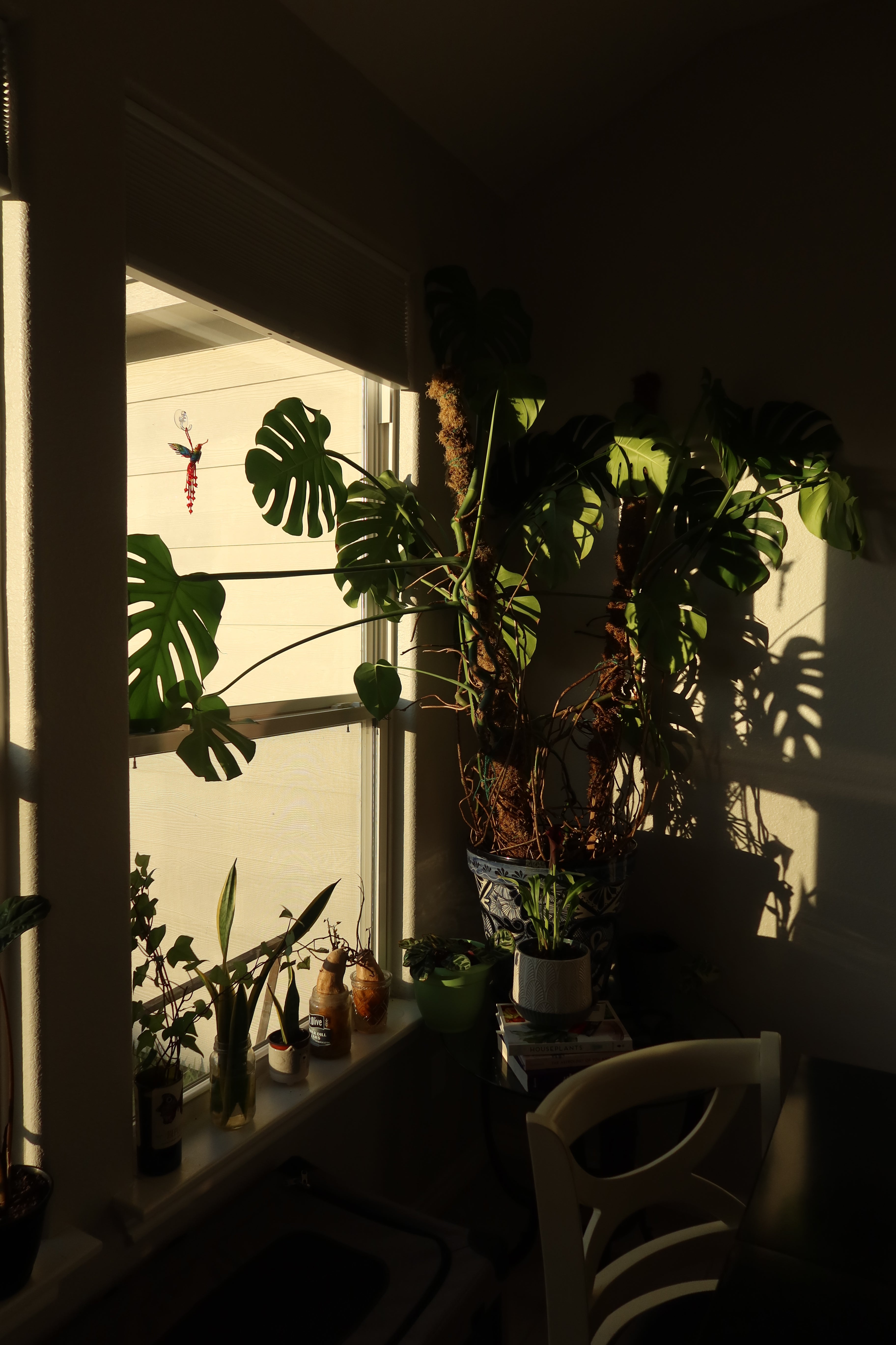 Decorating with Houseplants: Bring Color & Fun to Any Space – House ...